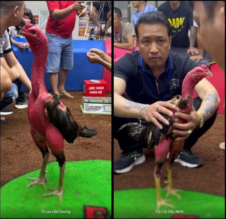 2025 ‣ Trường Gà Gold City Trực Tiếp Đá Gà C1 Gold City Gà Chọi C1